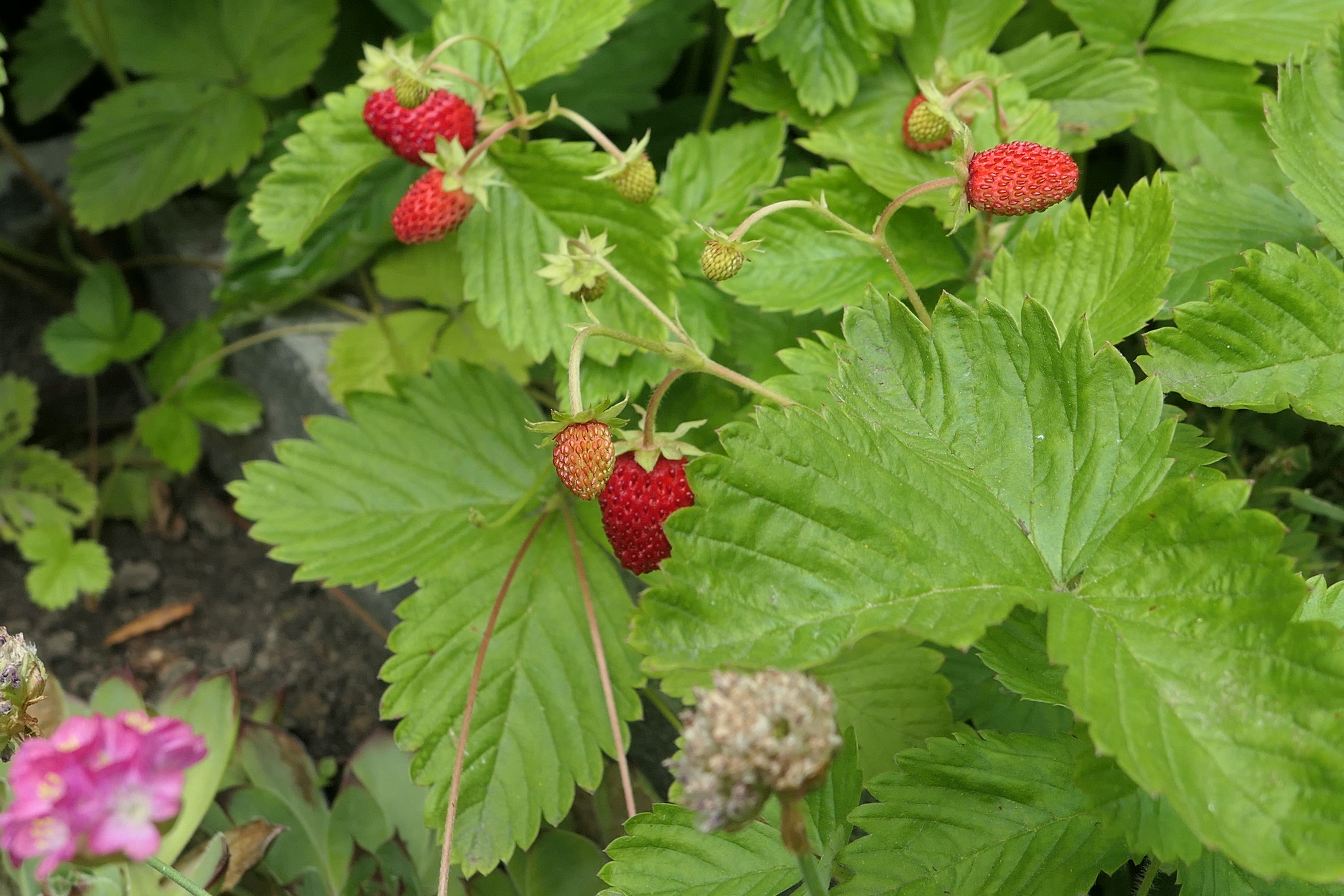 Poziomki – Ewa Maria and Friends